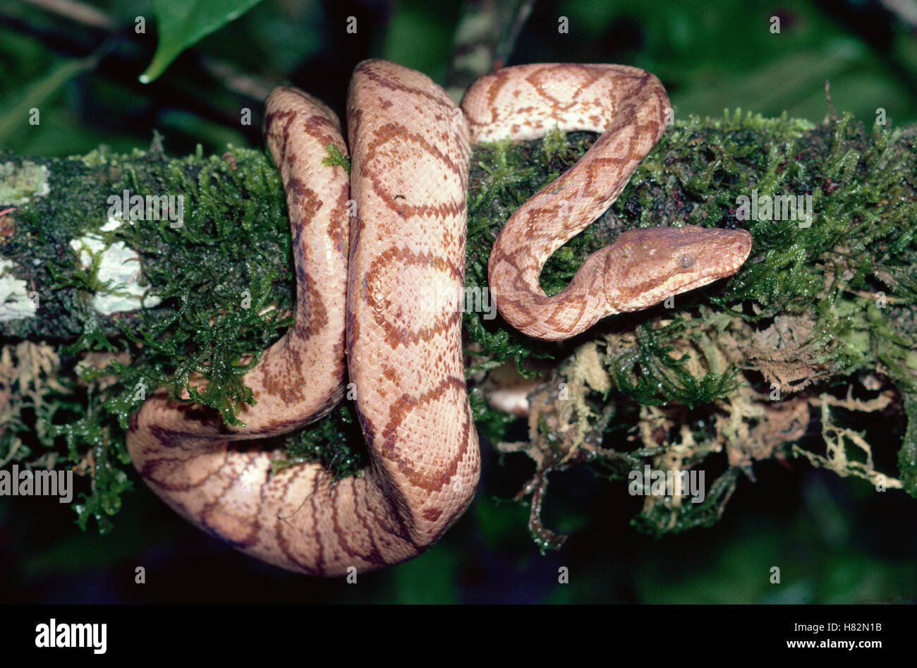 Ringed Tree Boa (Corallus annulatus) coiled around mossy branch in the ...