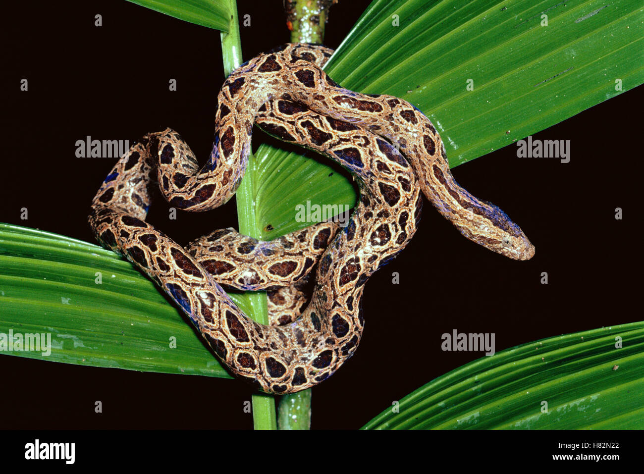 Panamanian Dwarf Boa (Ungaliophis panamensis) coiled around plant in ...
