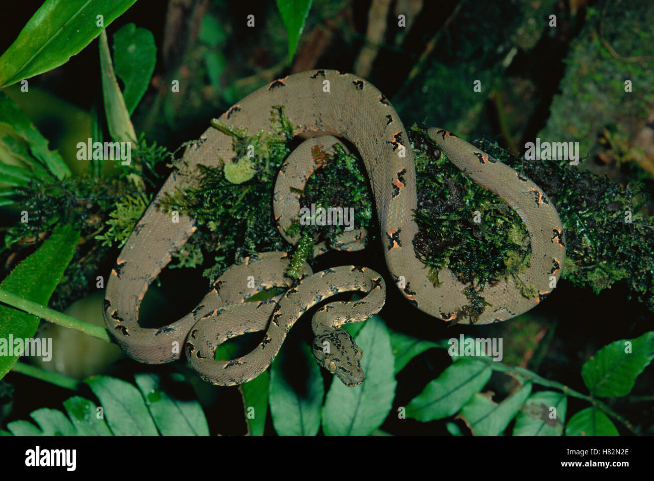 Amazon Tree Boa (Corallus enydris) coiled around mossy branch in the ...