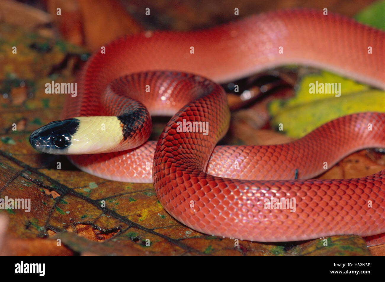 Mussurana snake hi-res stock photography and images - Alamy