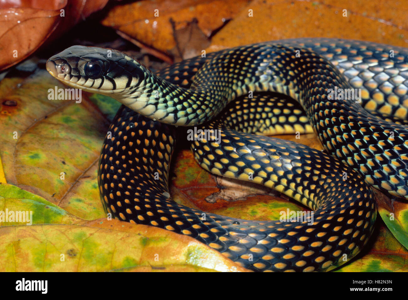 Speckled Racer (Drymobius margaritiferus) in the rainforest, Costa Rica ...