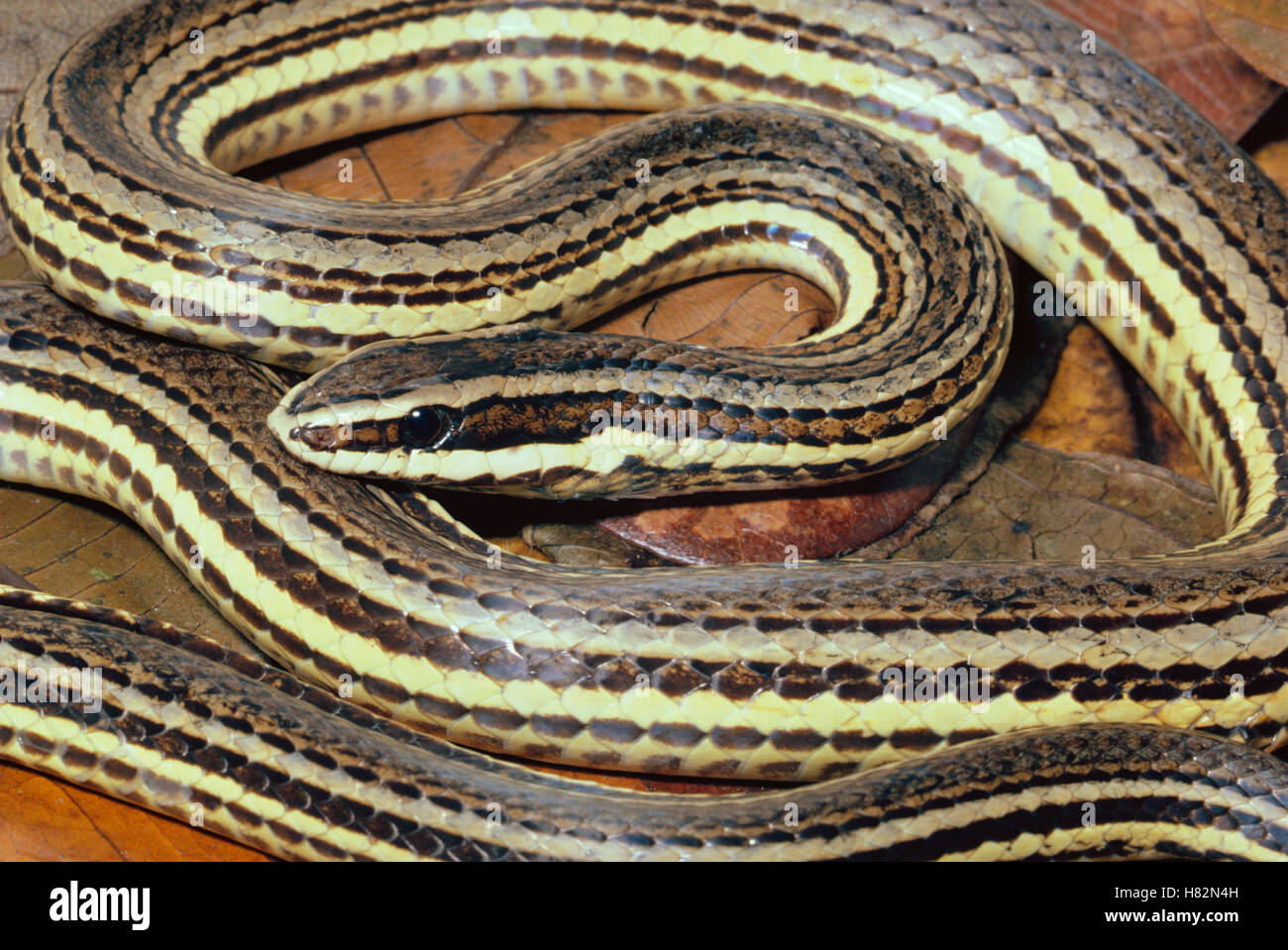 Road Guarder (Conophis lineatus) on dry forest floor, Costa Rica Stock ...