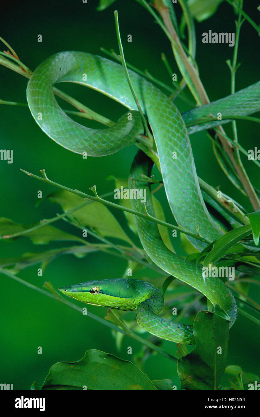 Green Vine Snake (Oxybelis fulgidus) among leaves in rainforest, Costa ...