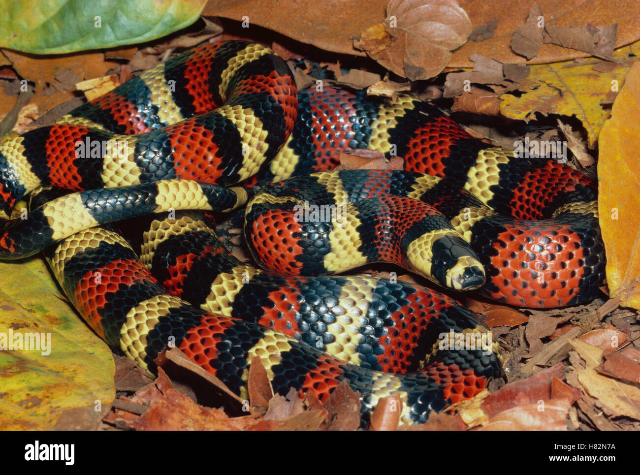 Milk Snake (Lampropeltis triangulum) a Kingsnake, harmless mimic of ...