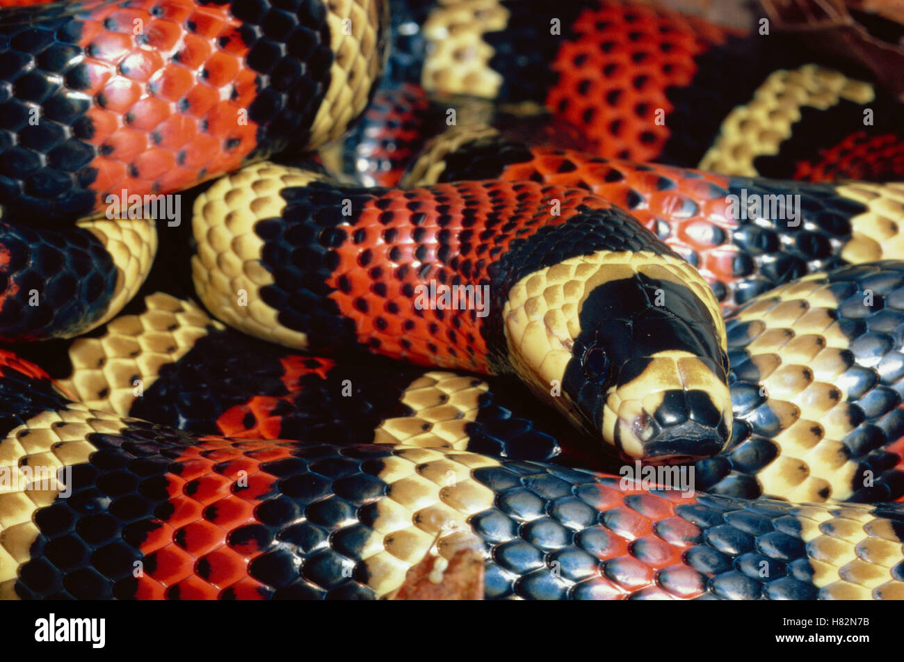 Milk Snake (Lampropeltis triangulum) a Kingsnake, harmless mimic of ...