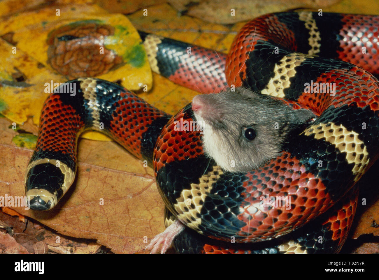 Milk Snake (Lampropeltis triangulum) a Kingsnake, harmless mimic of ...
