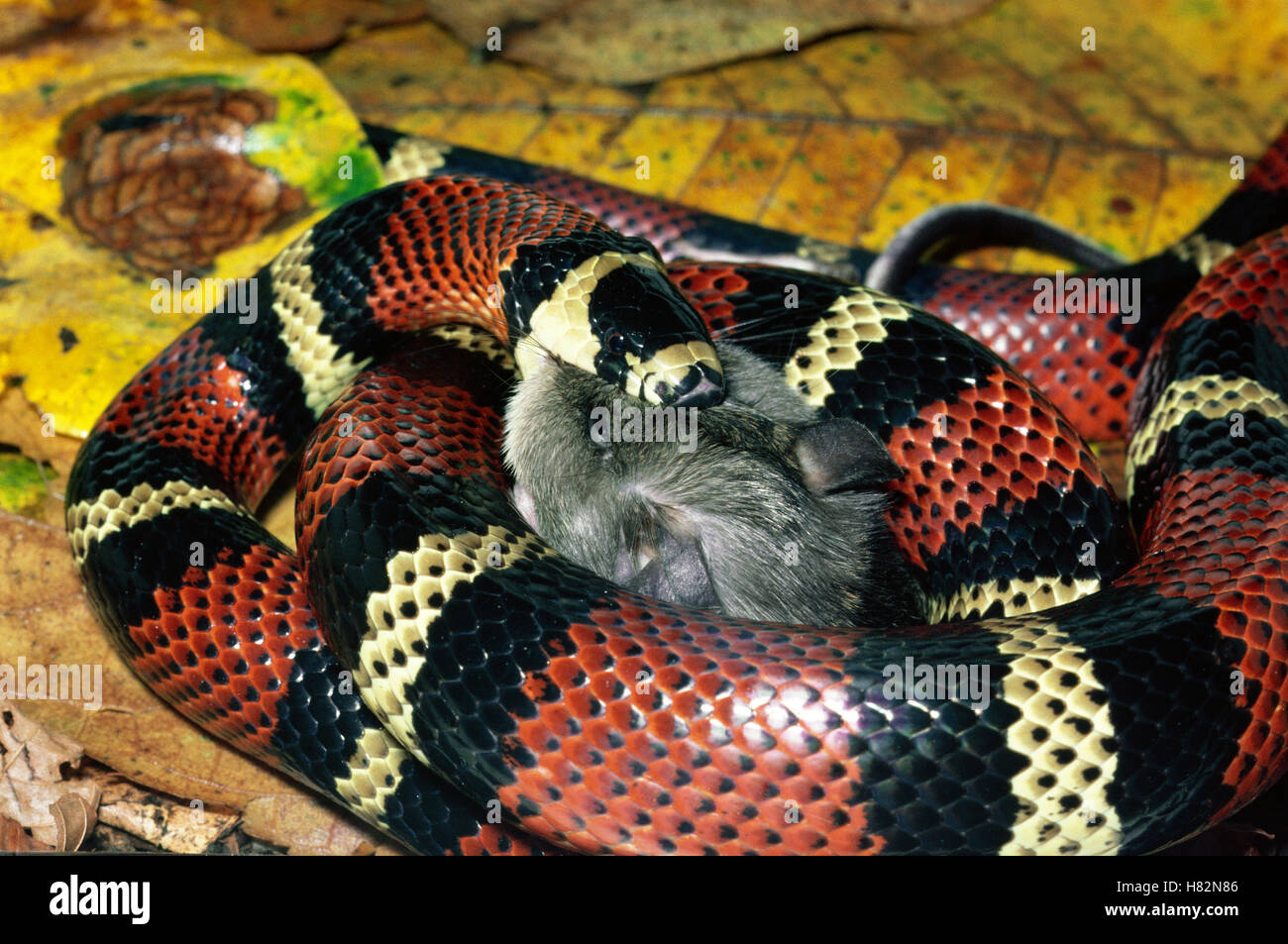 Milk Snake (Lampropeltis triangulum) a Kingsnake, harmless mimic of ...