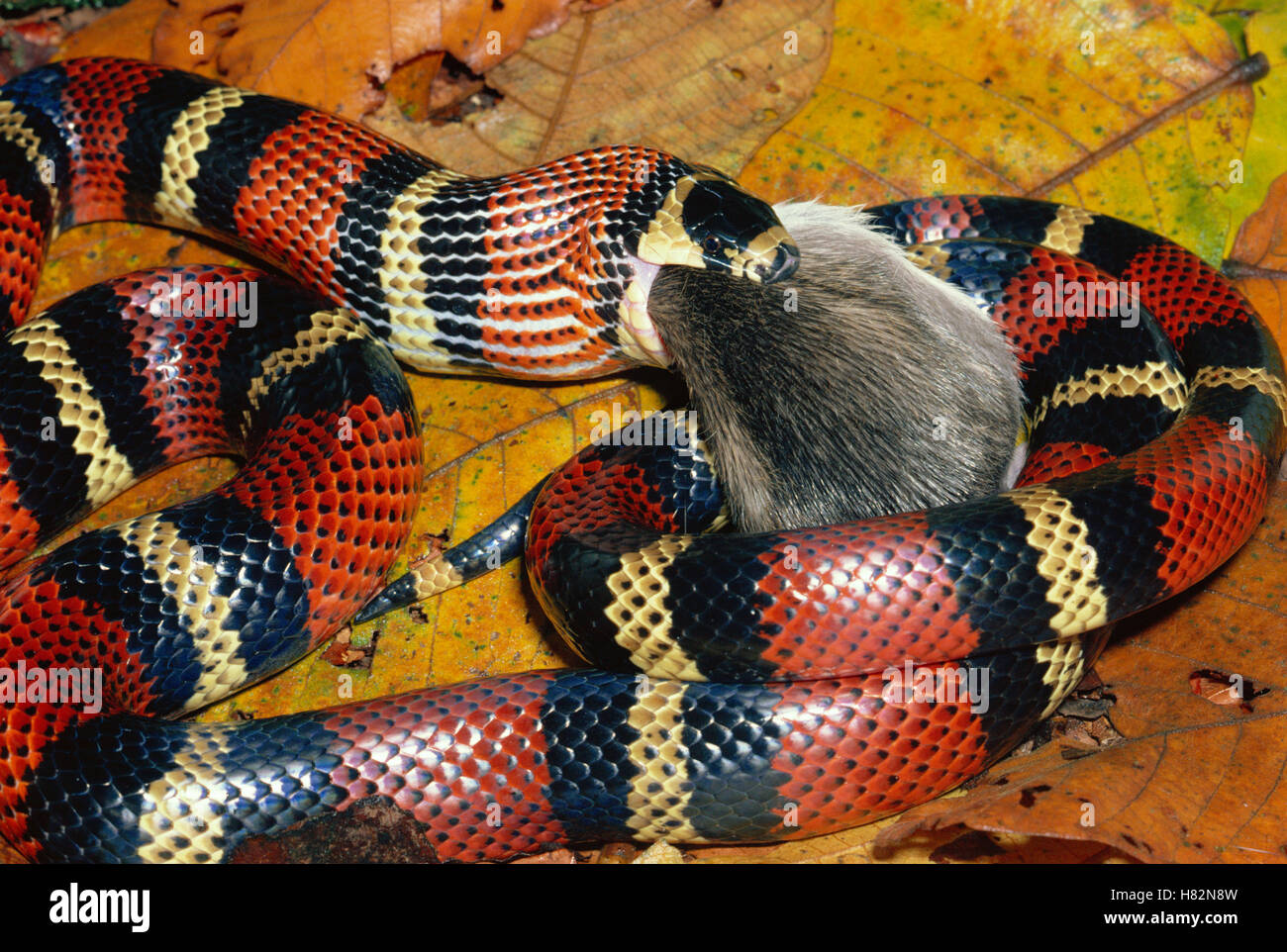 Milk Snake (Lampropeltis triangulum) a Kingsnake, harmless mimic of ...