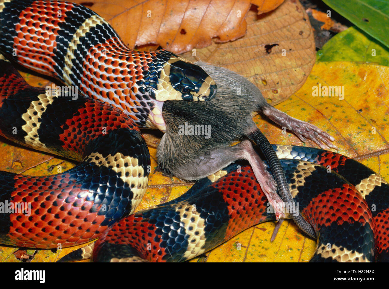 Milk Snake (Lampropeltis triangulum) a Kingsnake, harmless mimic of ...