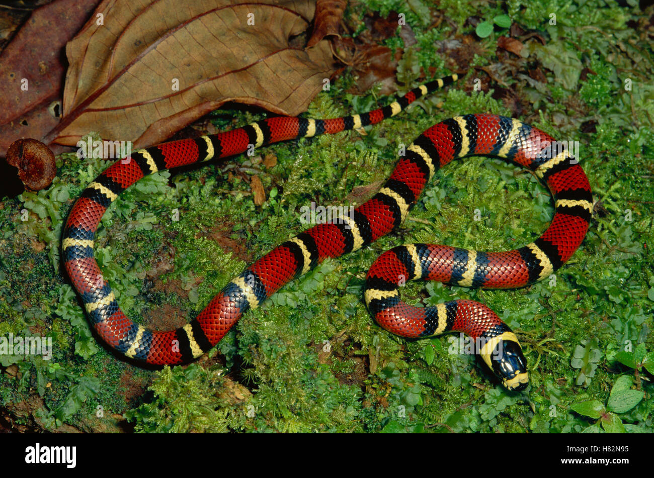 Milk Snake (Lampropeltis triangulum) a Kingsnake, non-venomous mimic of ...