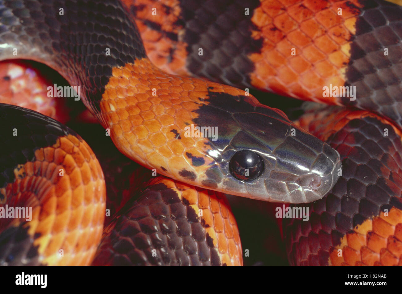Calico Snake (Oxyrhopus petola) rear-fanged mimic of the Coral Snake ...