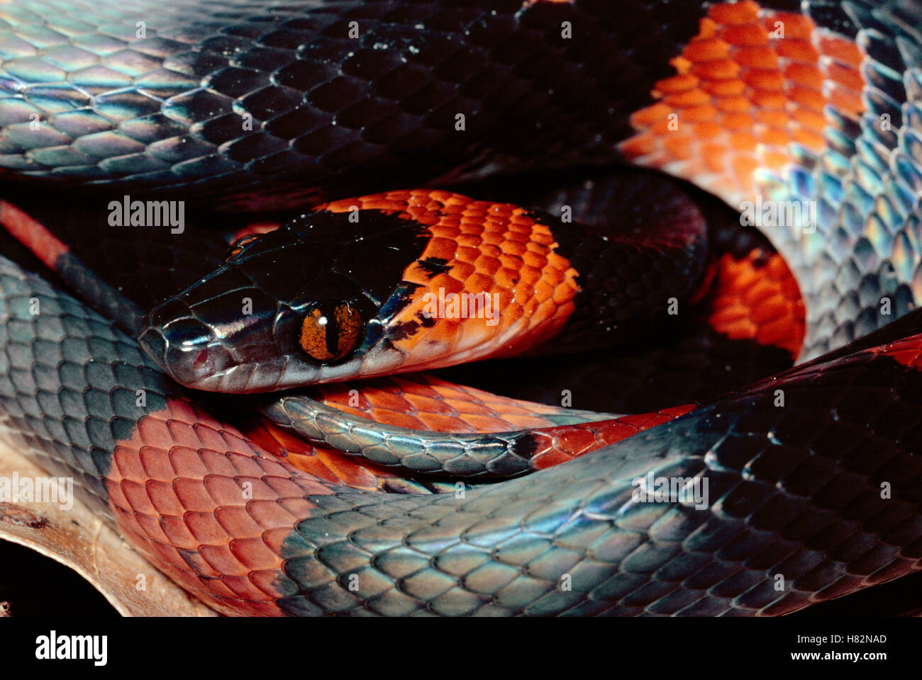 Calico Snake (Oxyrhopus petola) rear-fanged mimic of the Coral Snake ...