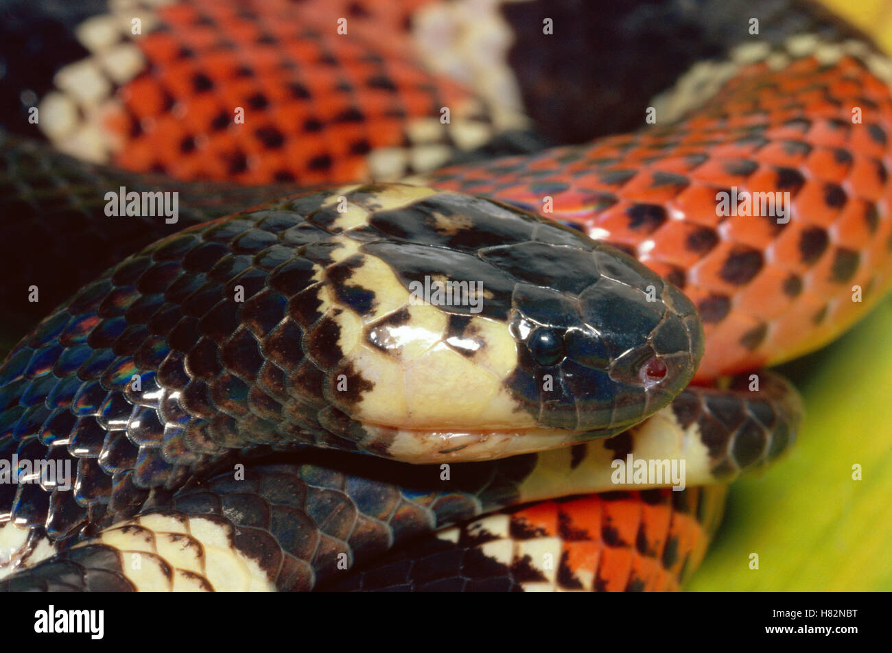 Allen's Coral Snake (Micrurus alleni) portrait of venomous snake with ...