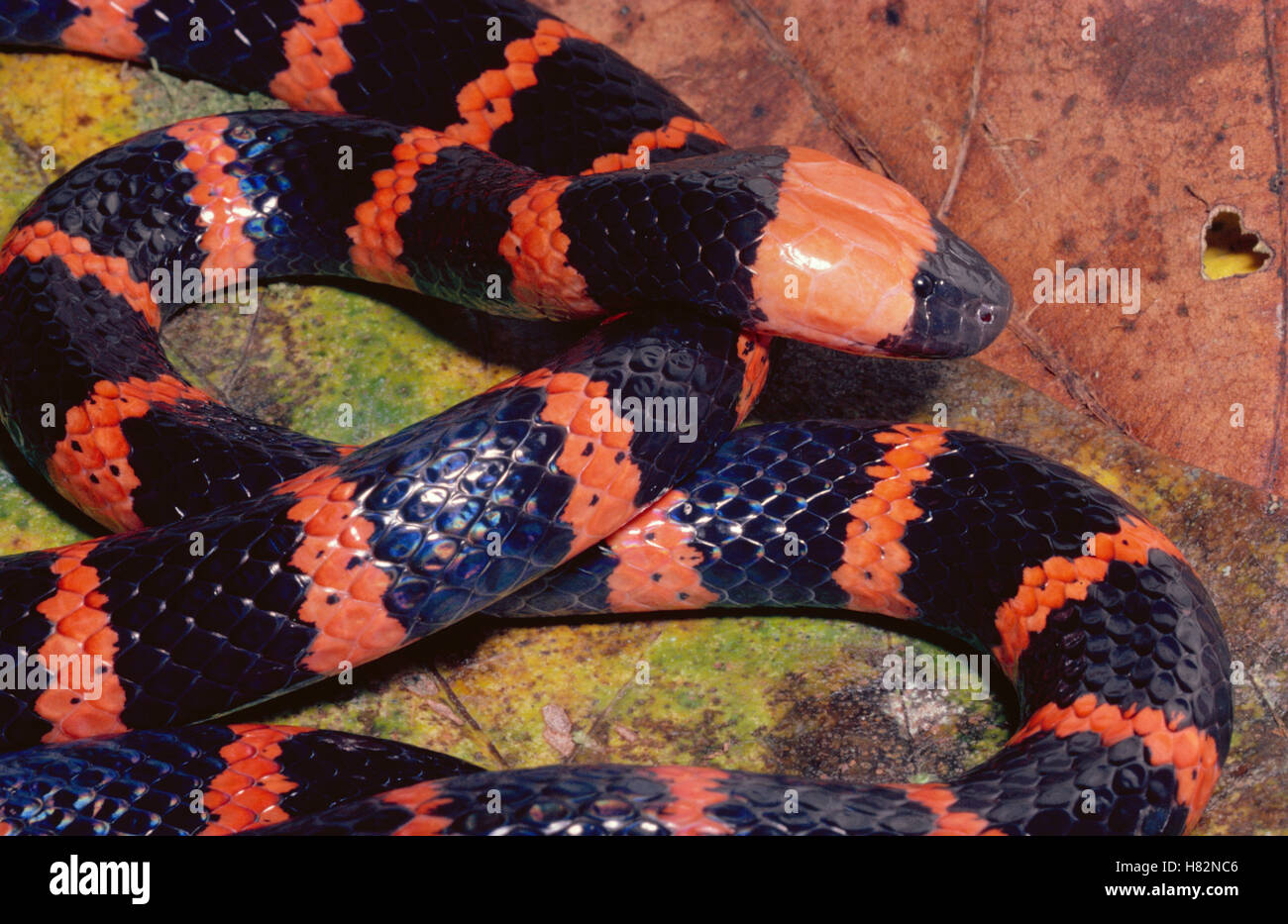 Redtail Coral Snake (Micrurus mipartitus) venomous, in rainforest ...