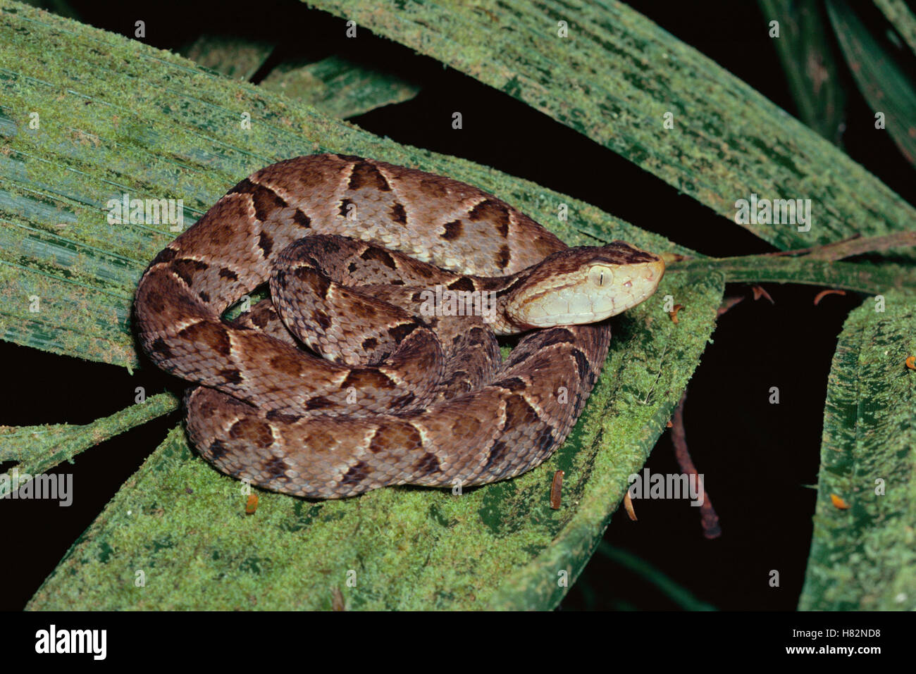 Fer-de-lance (Bothrops asper) snake, venomous snake coiled on palm leaf ...