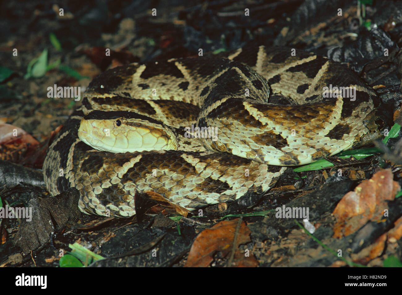 Fer-de-lance (Bothrops asper) snake, two meters long, venomous, coiled ...