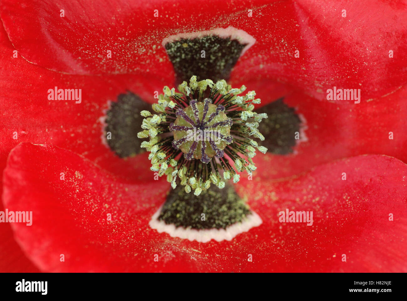 Red Poppy (Papaver rhoeas) center, Middelburg, Netherlands Stock Photo ...