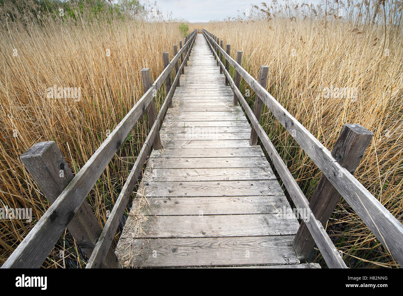 Boardwalk through marsh, Scandinavia, Sweden Stock Photo - Alamy
