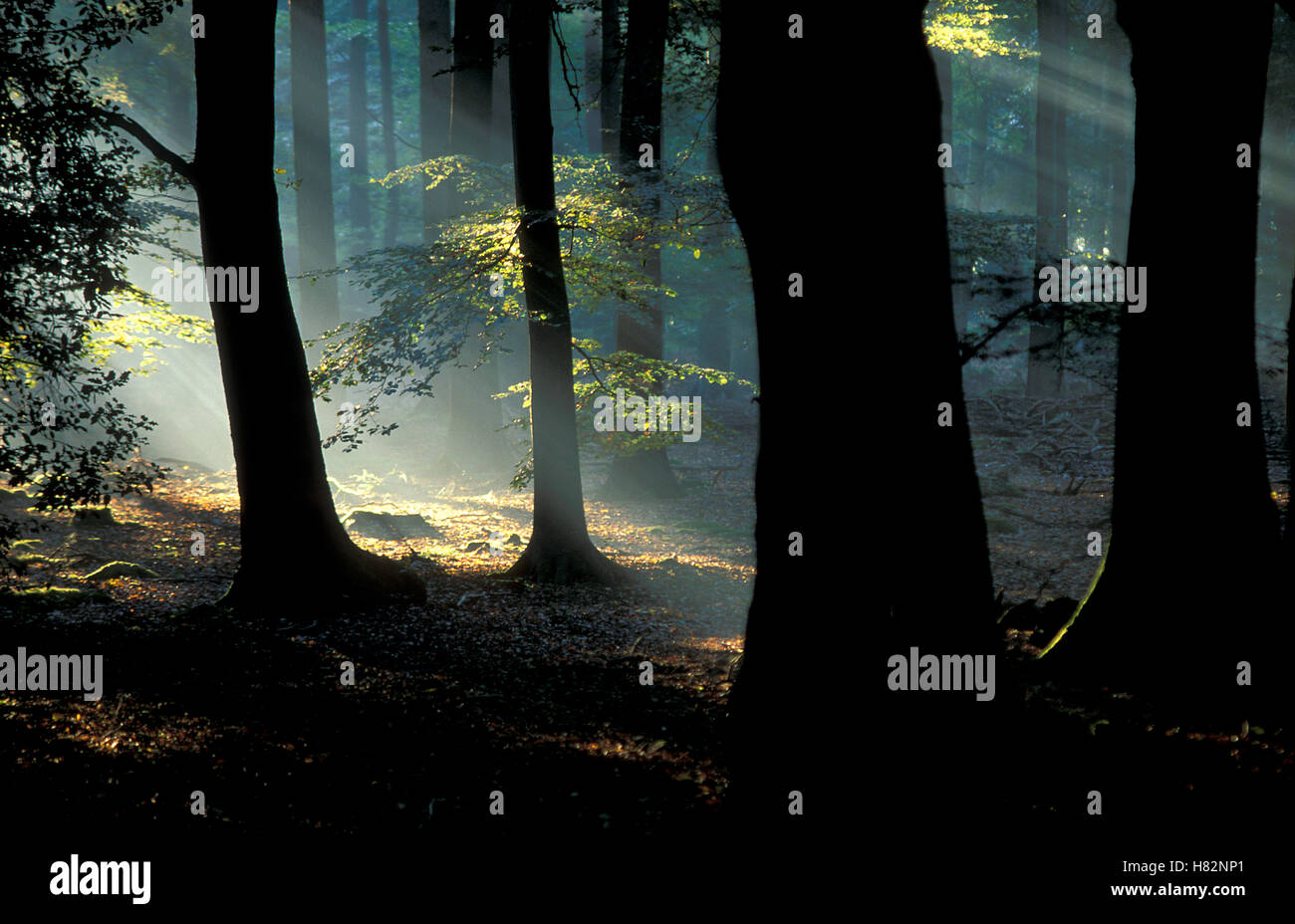 Sun rays through forest, Apeldoorn, Netherlands Stock Photo - Alamy