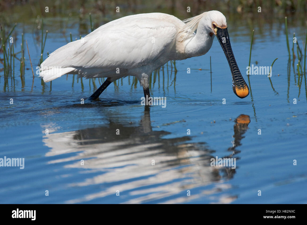 Eurasian Spoonbill (Platalea leucorodia) fishing in a pond, Lelystad ...