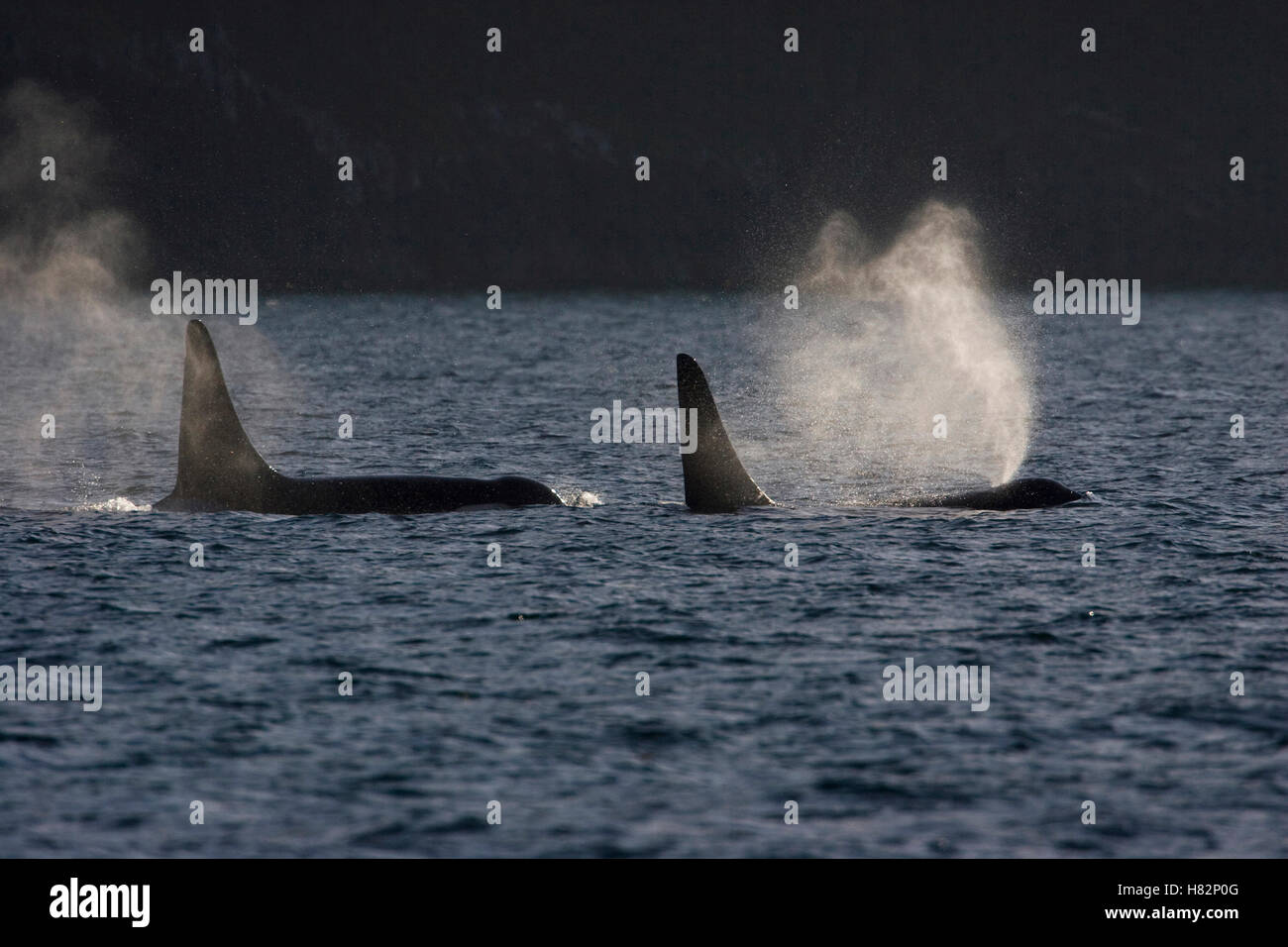 Orca (Orcinus orca) pair spouting, Vancouver Island, Canada Stock Photo ...