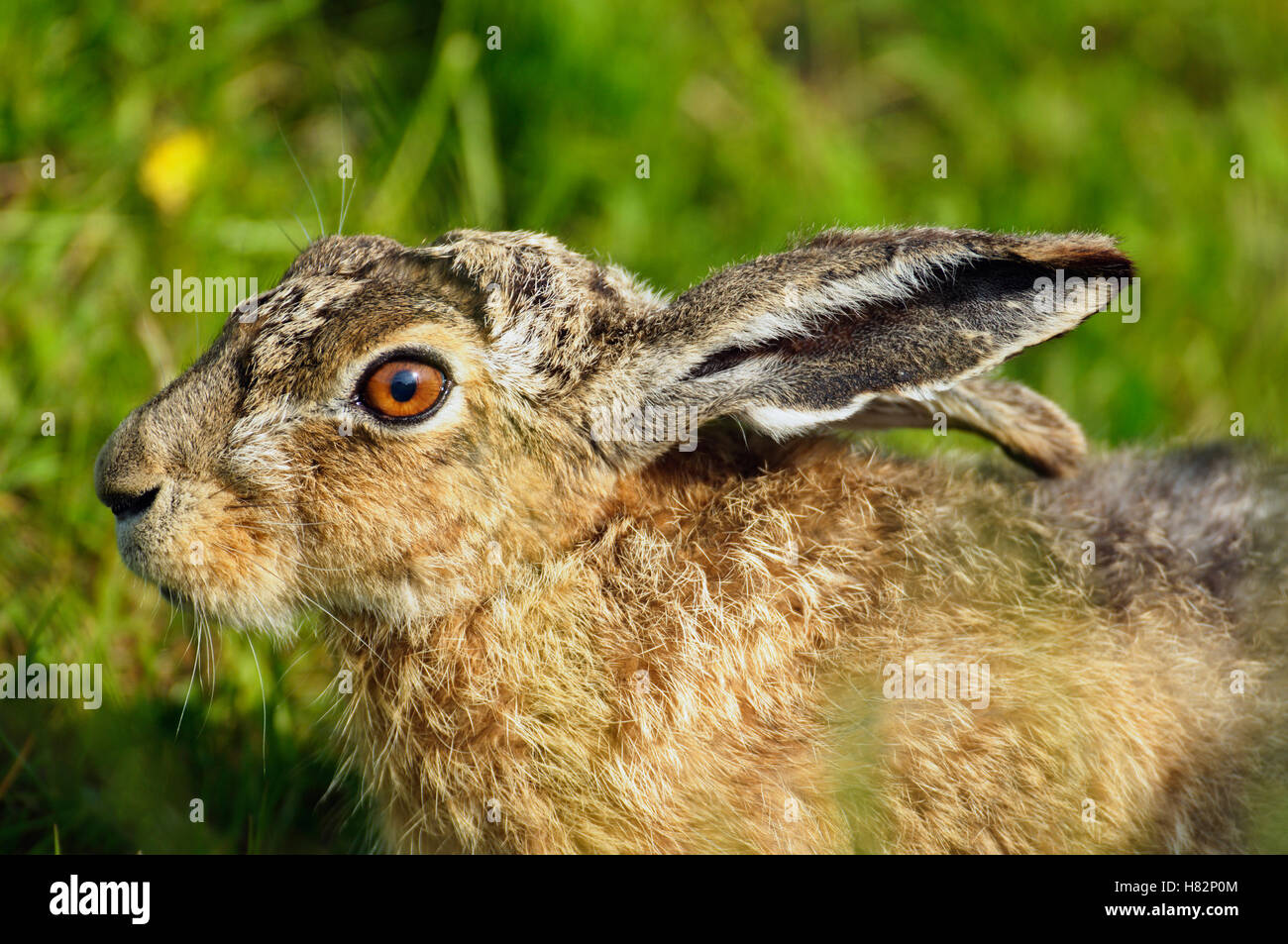European Hare (Lepus europaeus), Werkendam, Netherlands Stock Photo - Alamy