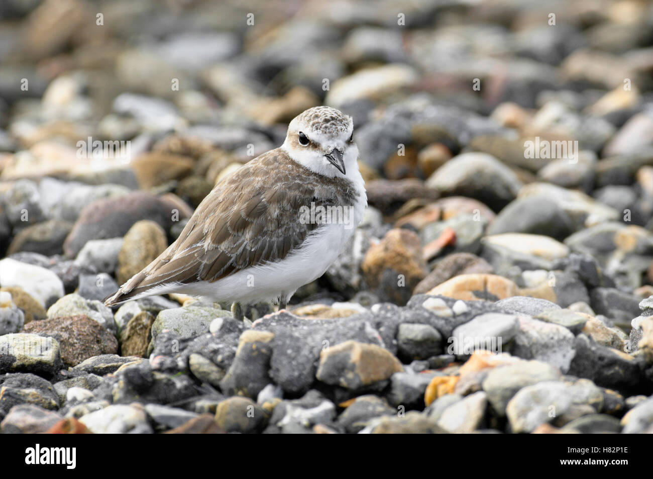 Kentish Plover (Charadrius alexandrinus) camouflaged against beach ...