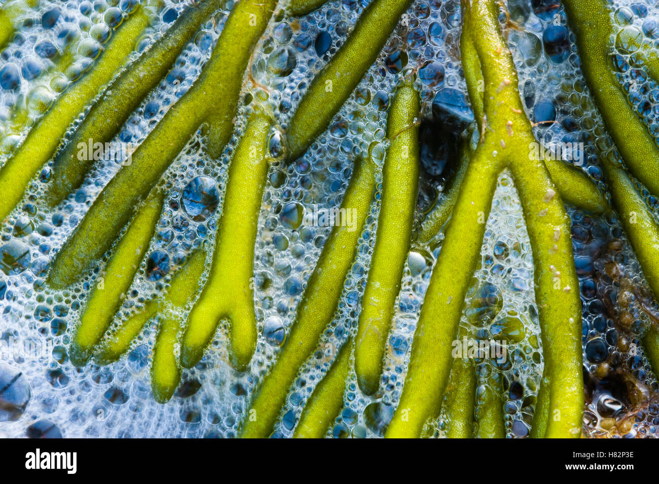 Green Fleece (Codium fragile) algae, Melissant, Netherlands Stock Photo - Alamy
