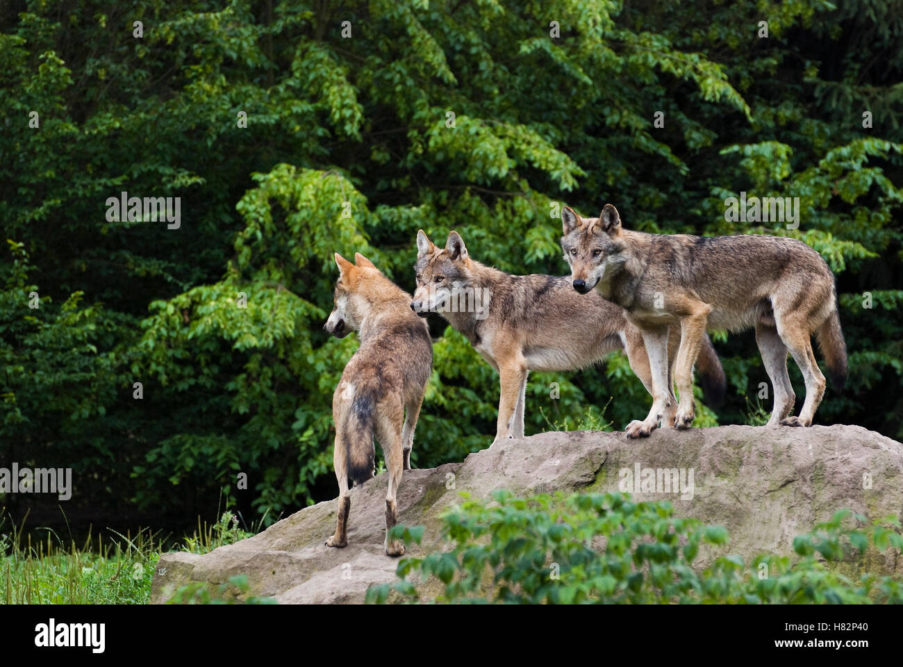 Wolf (Canis lupus) trio, Germany Stock Photo - Alamy