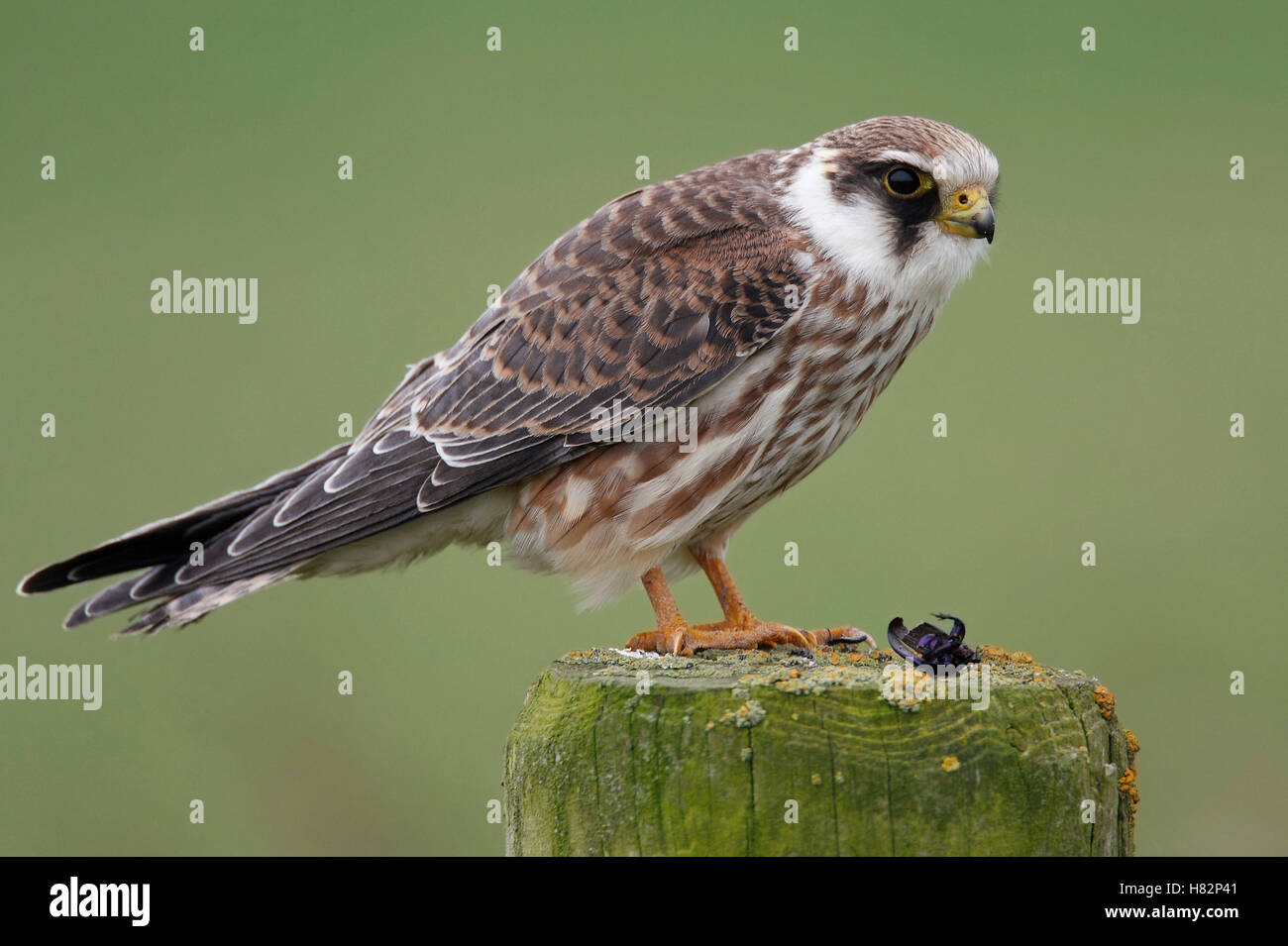 Red-footed Falcon (Falco vespertinus) juvenile, Lauwersmeer ...
