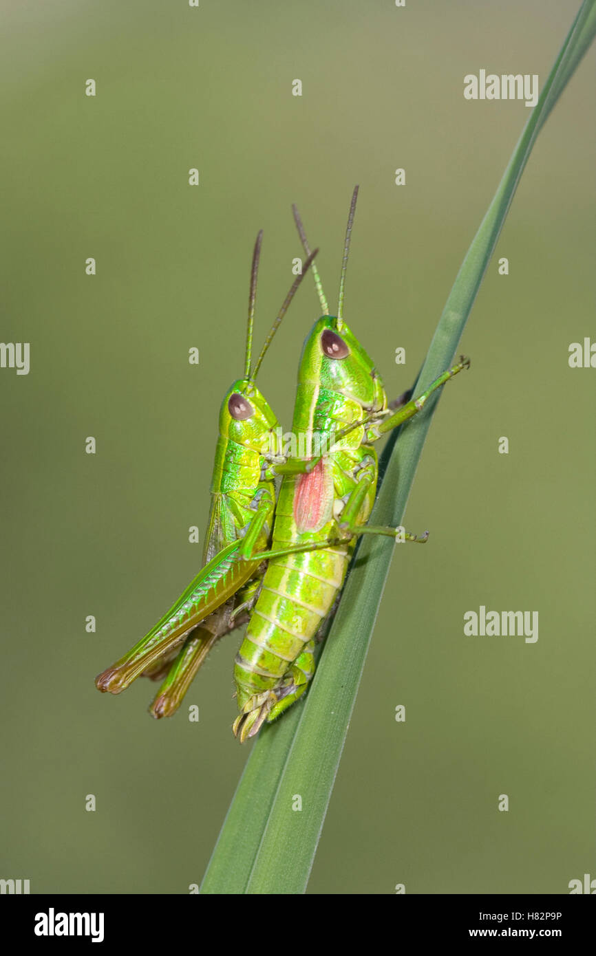 Small Gold Grasshopper (Euthystira brachyptera) mating pair ...