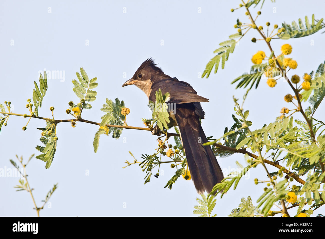 Jacobin Cuckoo (Clamator jacobinus), Bharatpur, India Stock Photo - Alamy