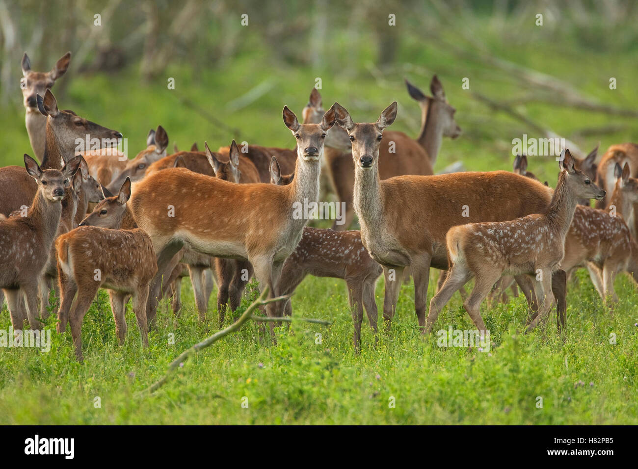 Red Deer (Cervus elaphus) female with calves, Lelystad, Netherlands ...