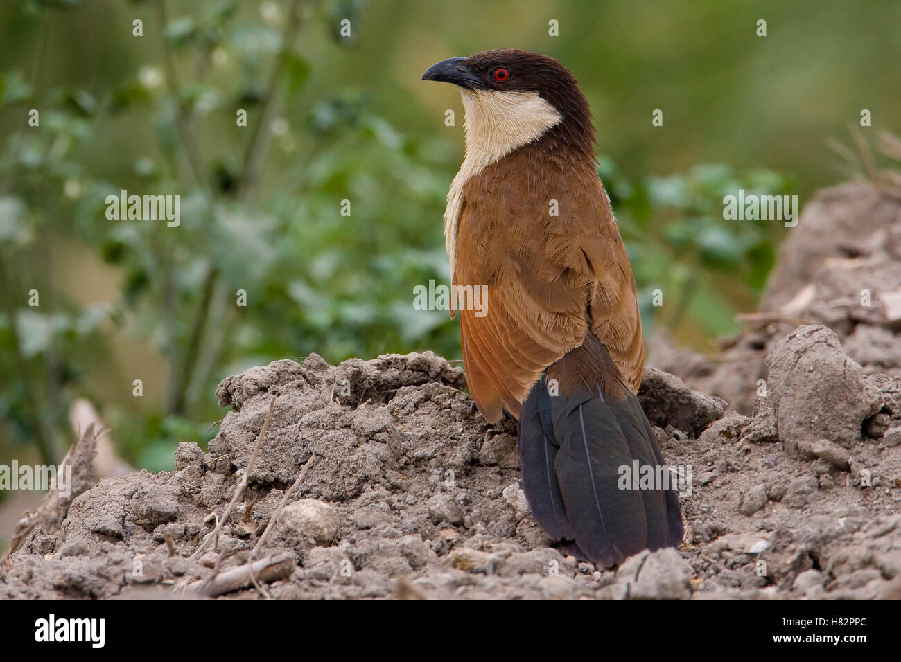 Senegal Coucal (Centropus senegalensis), Egypt Stock Photo - Alamy