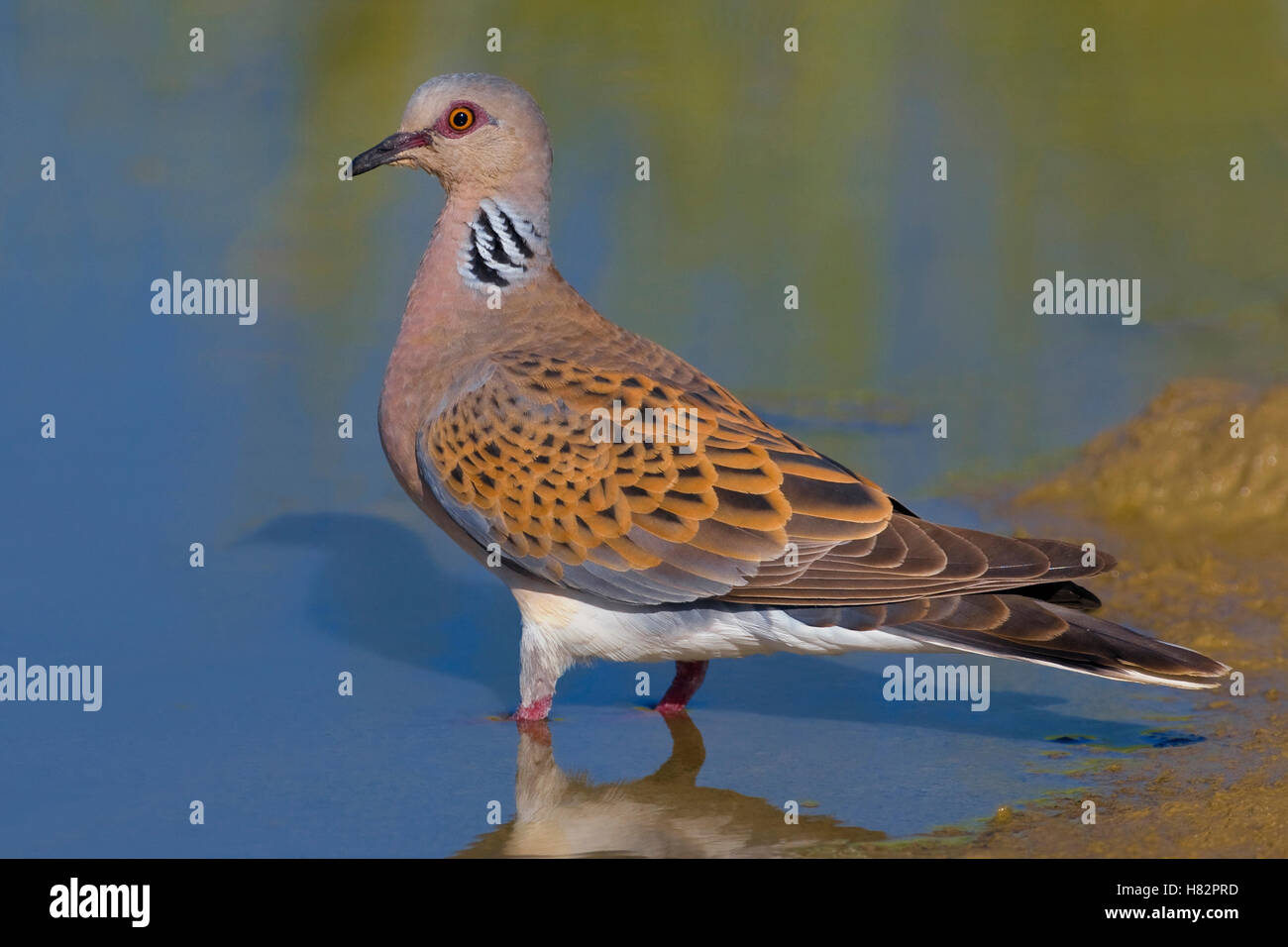 European Turtle-Dove (Streptopelia turtur), Florence, Italy Stock Photo ...