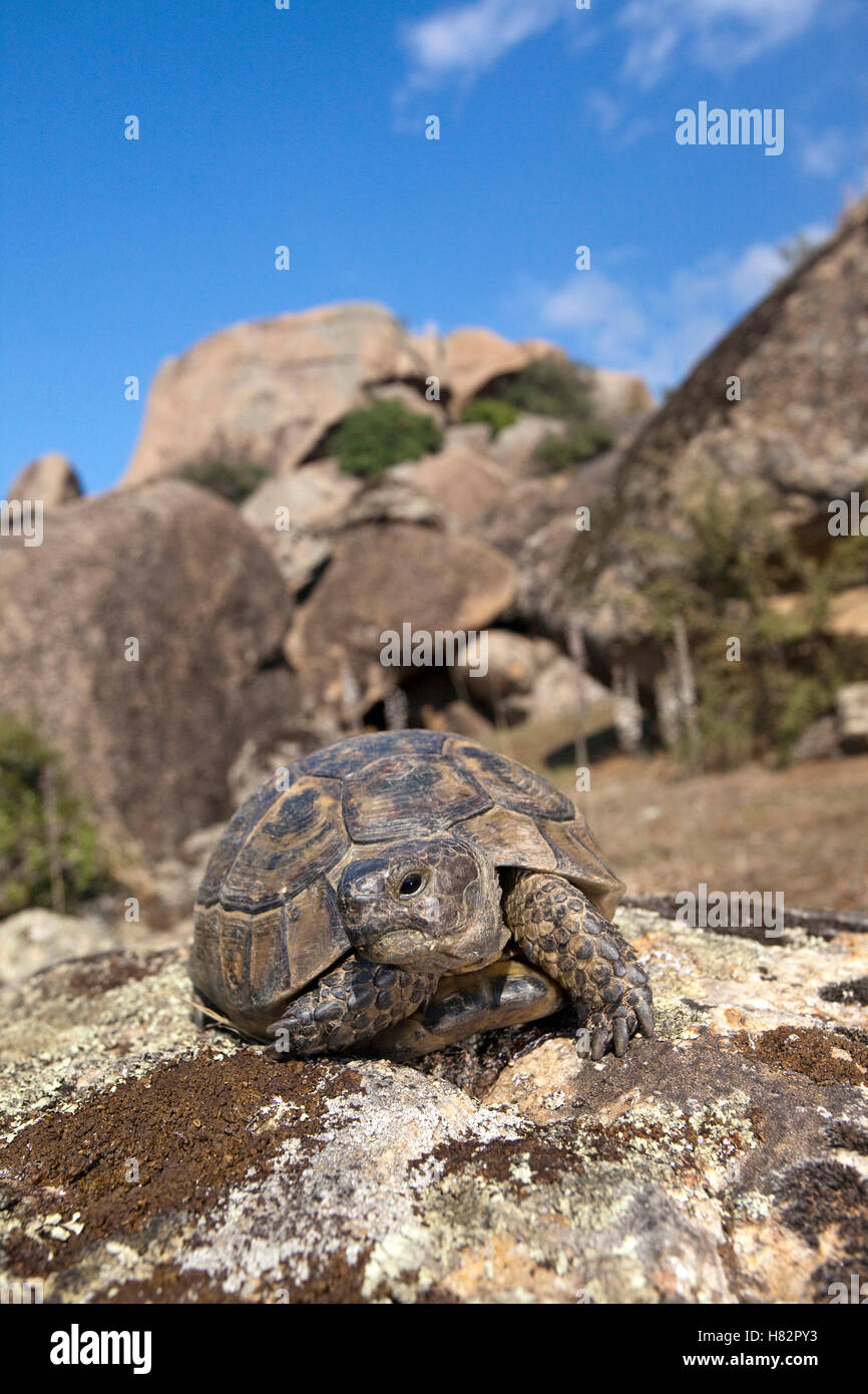 Mediterranean Spur-thighed Tortoise (Testudo graeca), Kapikiri, Turkey ...