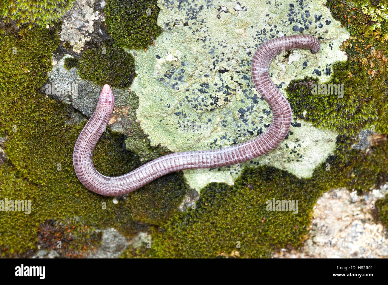 Turkish Worm Lizard (Blanus strauchi), Kapikiri, Turkey Stock Photo - Alamy
