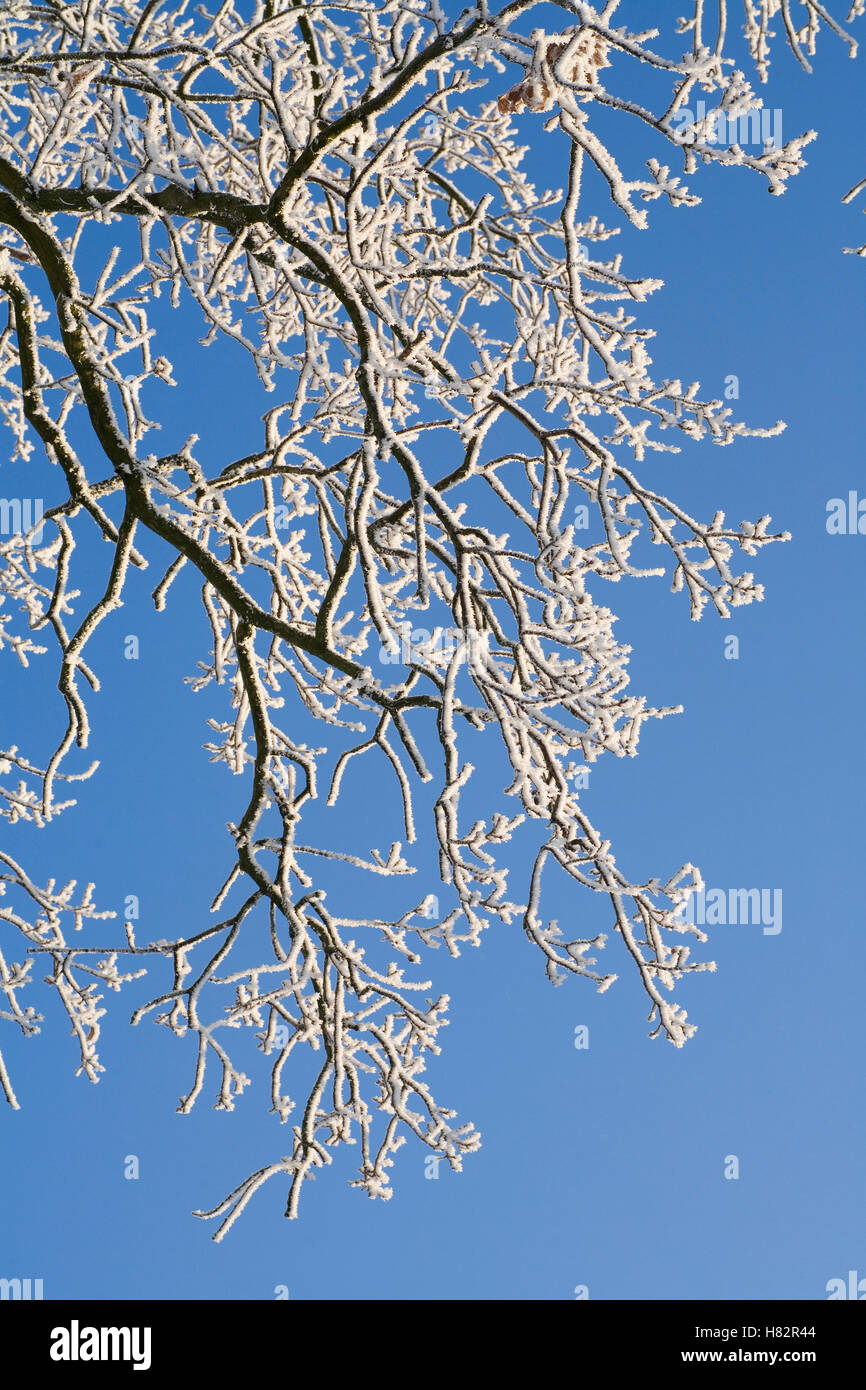 Twigs and branches of leafless tree covered in frost, Netherlands Stock ...
