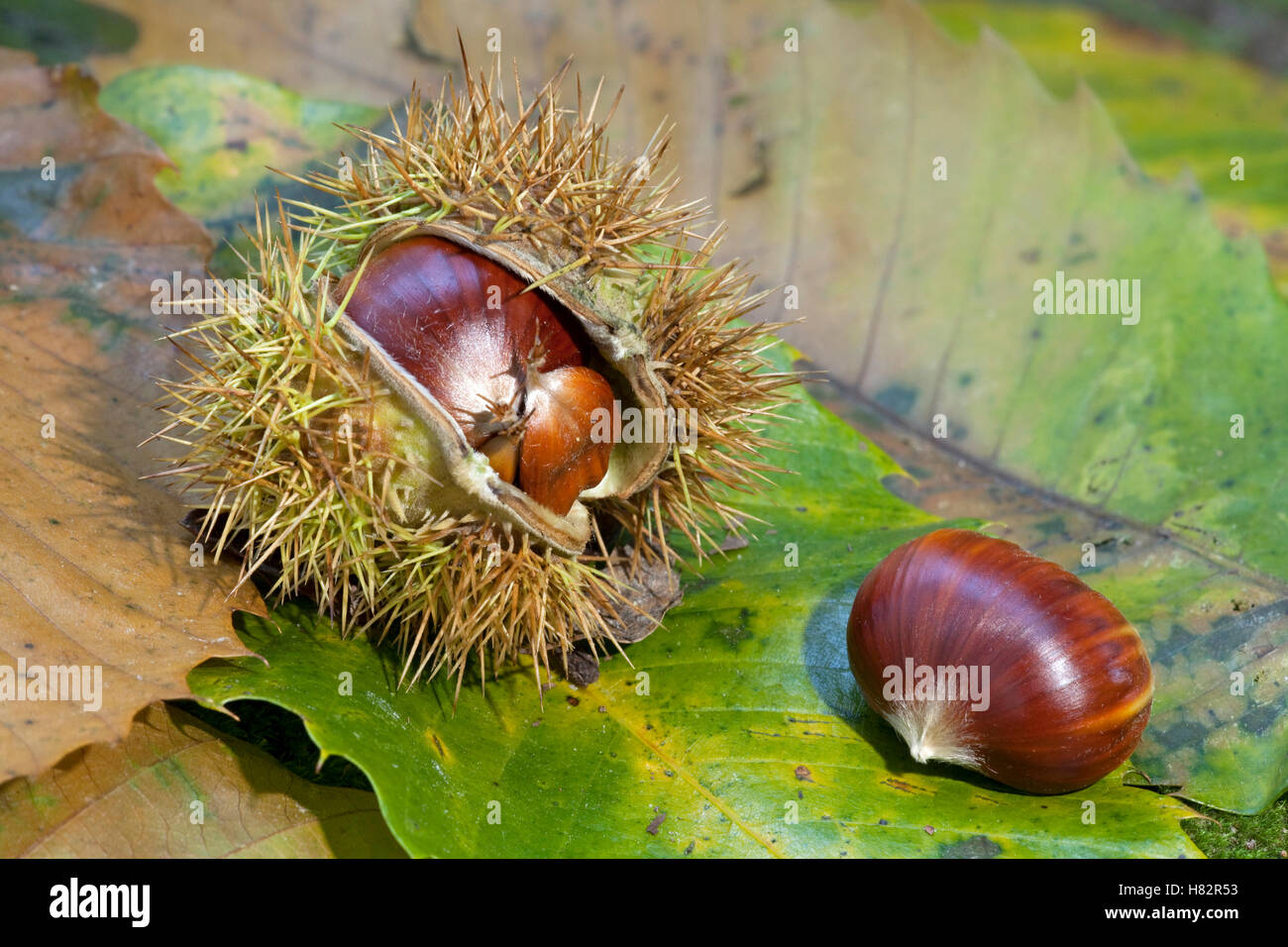 European Chestnut (Castanea sativa) seeds and fruit on leaves in forest ...