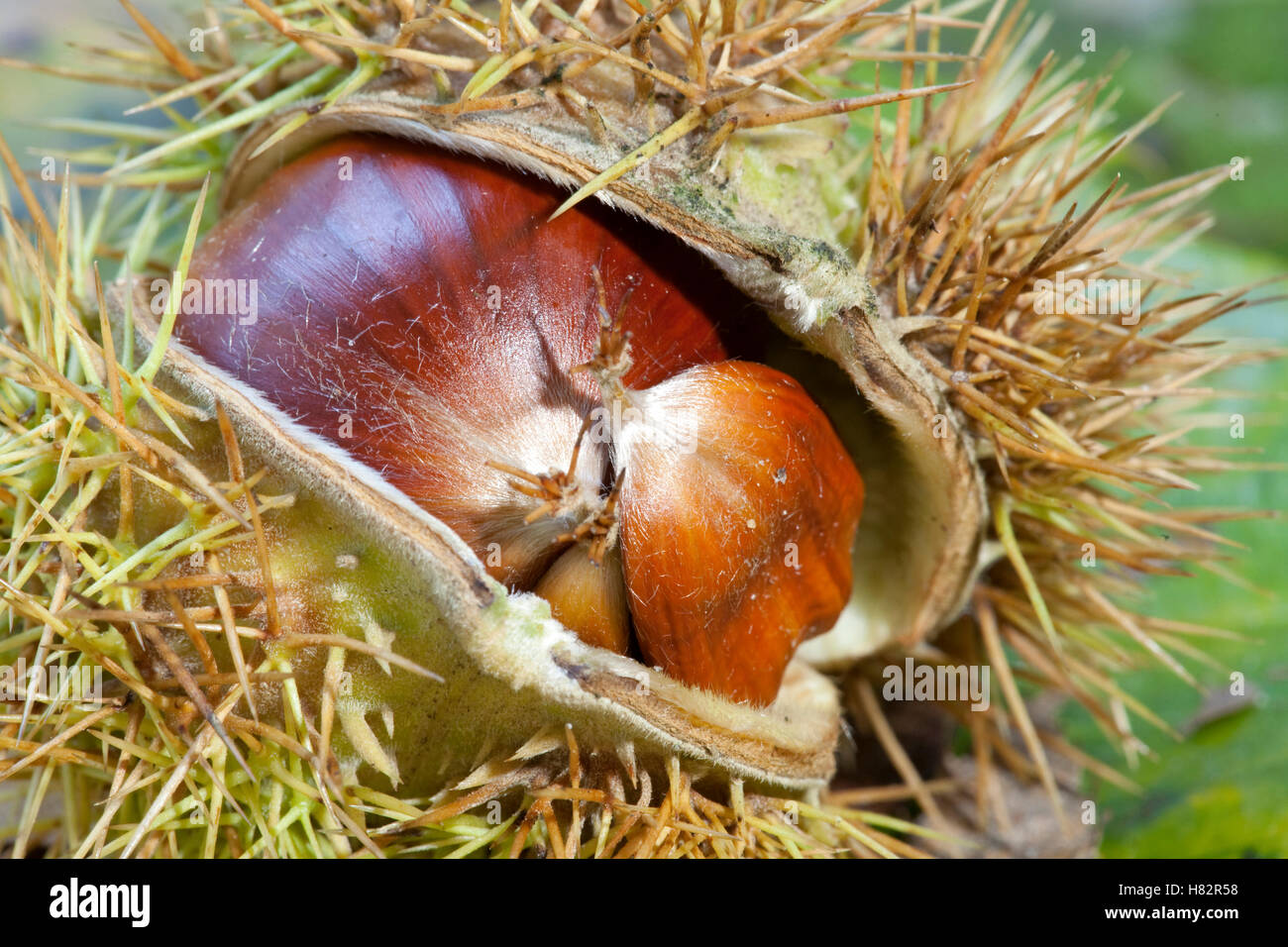 European Chestnut (Castanea sativa), Plasmolen, Netherlands Stock Photo ...