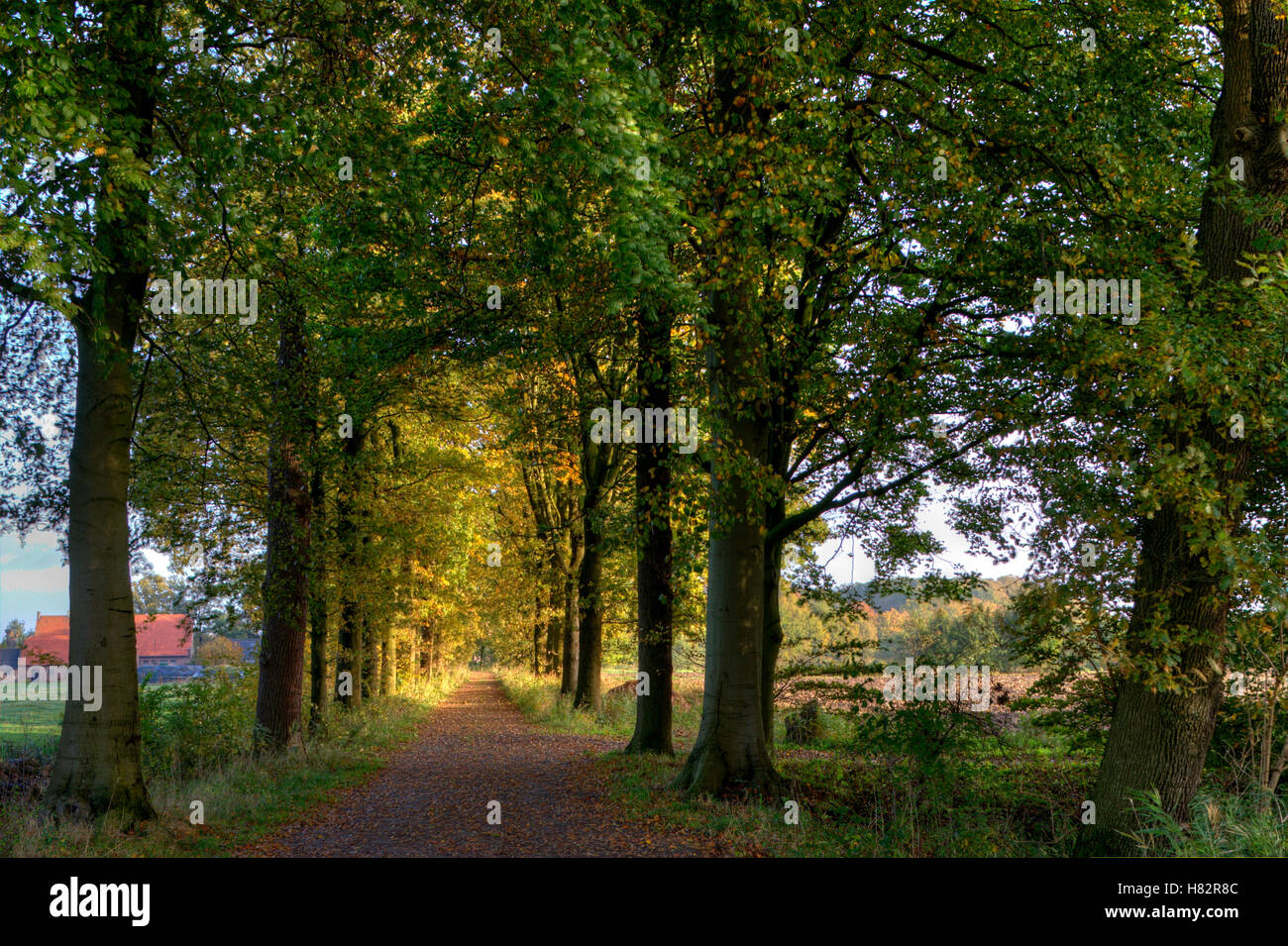 Trail through rows of trees, Amersfoort, Netherlands Stock Photo - Alamy