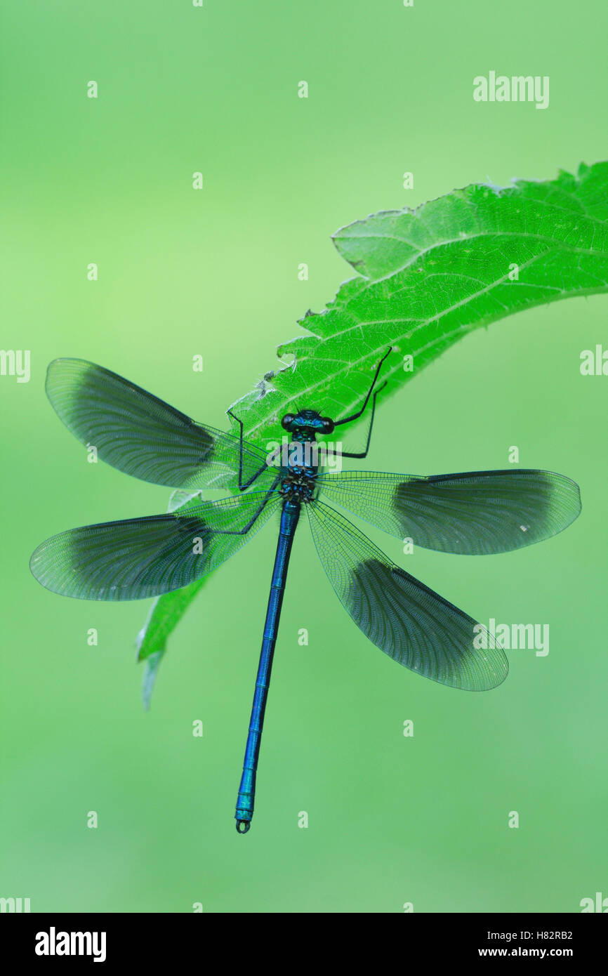 Banded Demoiselle (Calopteryx splendens) damselfly sleeping with open ...