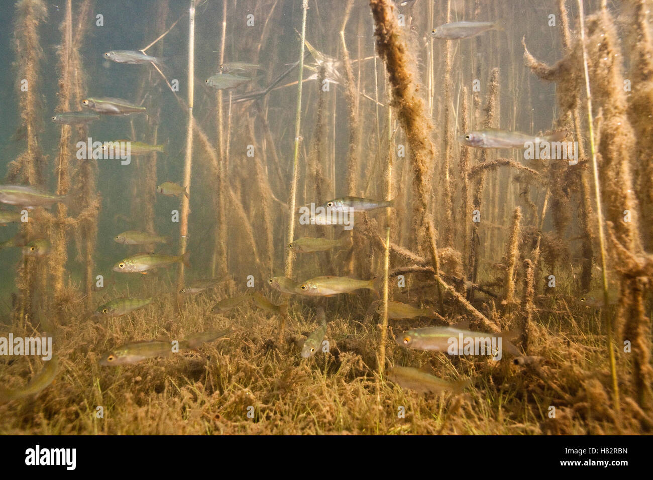 Fish in fresh water habitat among reed stems, Bussloo, Netherlands ...