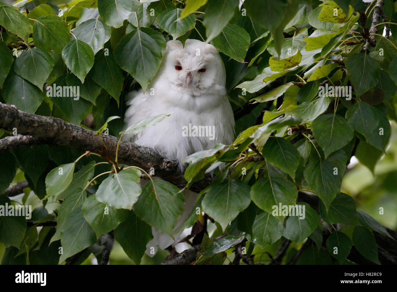 Long-eared Owl (Asio otus) albino, Netherlands Stock Photo - Alamy