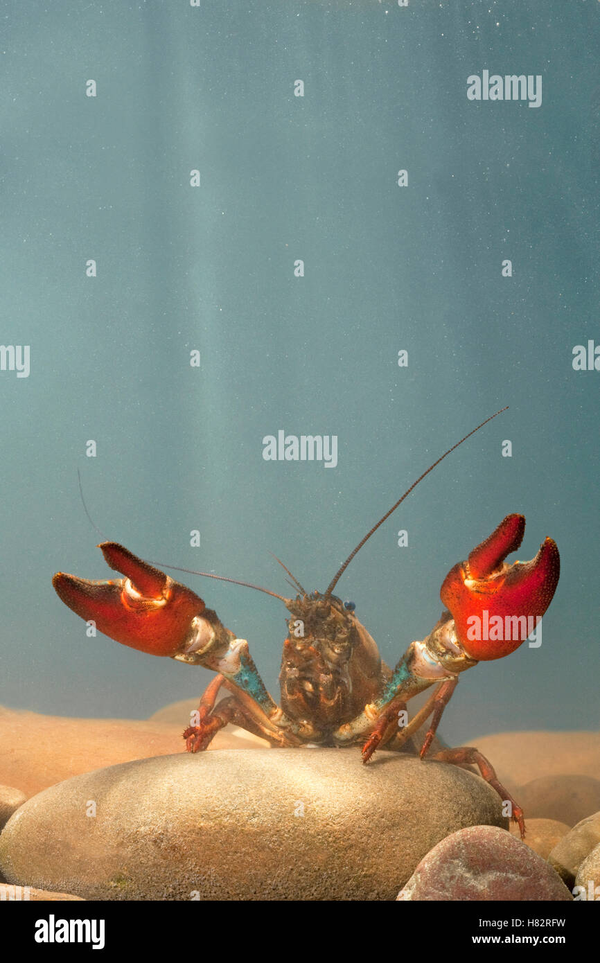 Signal Crayfish (Pacifastacus leniusculus) in defensive posture ...