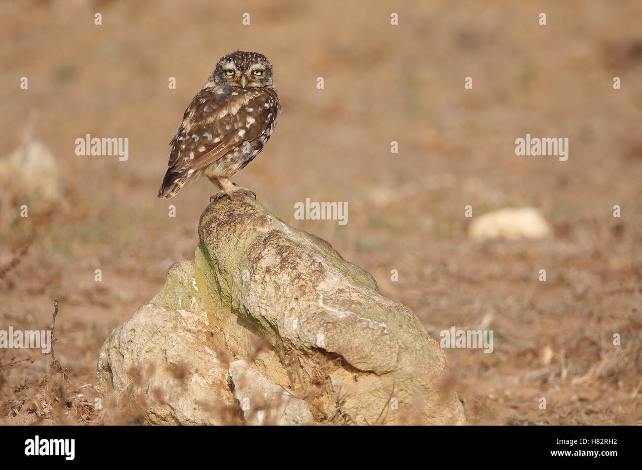 Little Owl (Athene noctua), Sagres, Portugal Stock Photo - Alamy