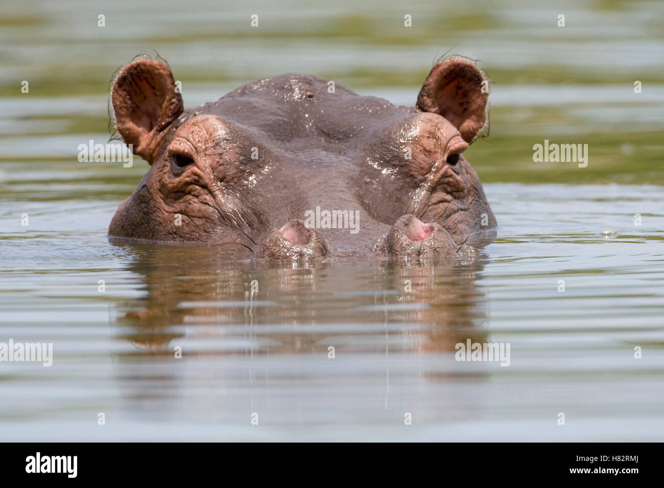 Hippopotamus (Hippopotamus amphibius), Queen Elizabeth National Park ...