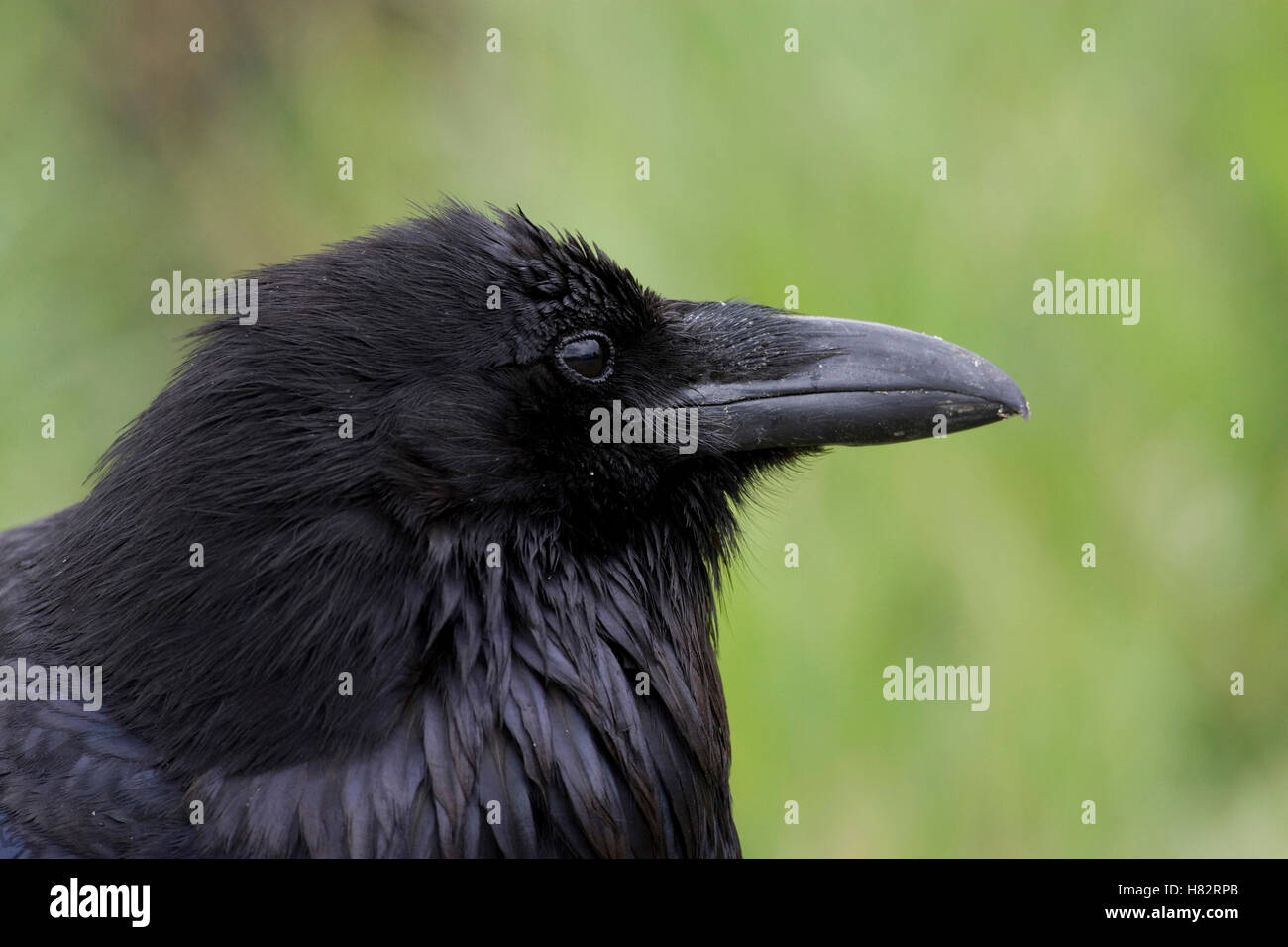 Common Raven (Corvus corax), Port Hardy, Canada Stock Photo - Alamy
