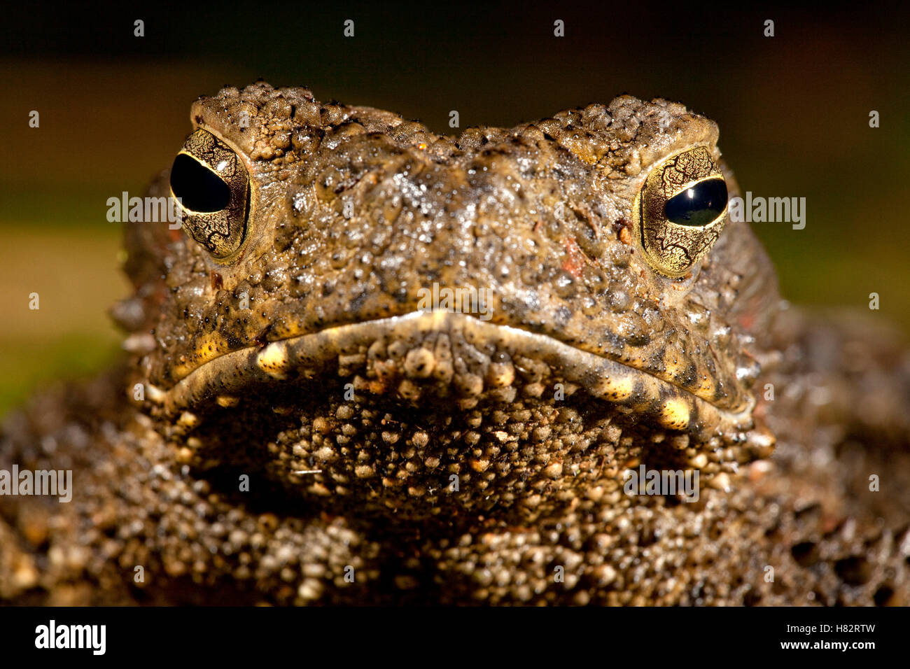 Giant River Toad (Bufo juxtasper), Ranau, Malaysia Stock Photo - Alamy