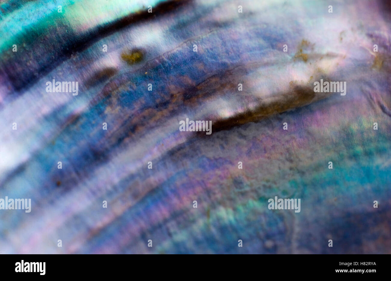 Mussel (Unio pictorum) shell nacreous layer, Zuidland, Netherlands ...